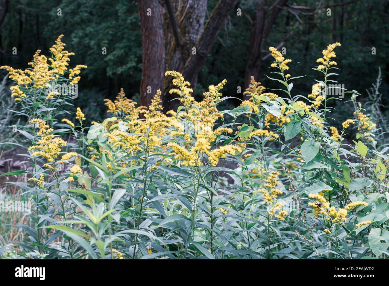The wild flowers of Solidago canadensis or late goldenrod. Selective ...