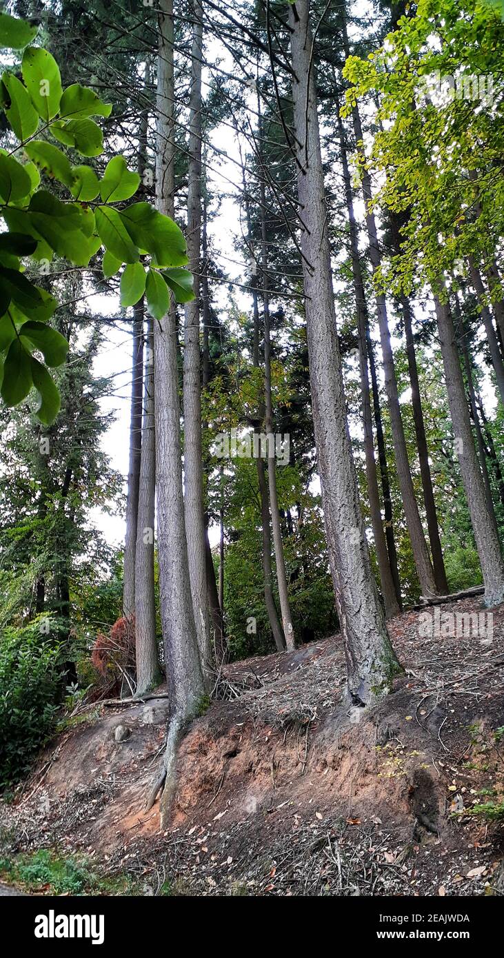 Tall trunks hi-res stock photography and images - Alamy