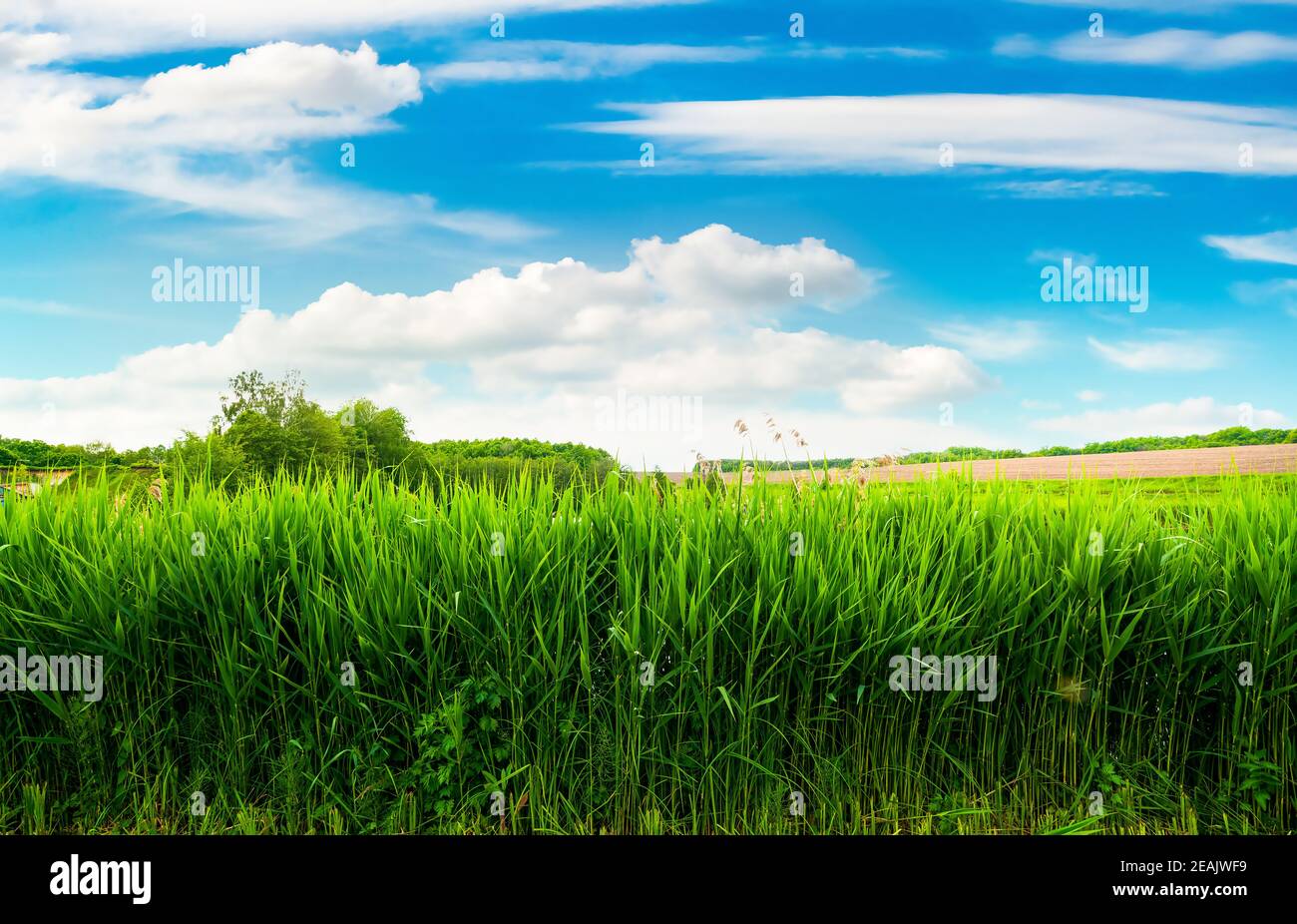 Field of green reeds Stock Photo - Alamy