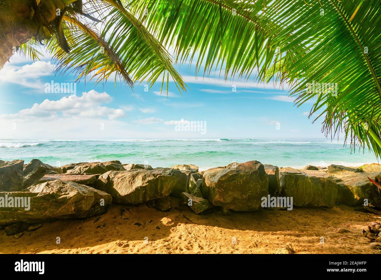 Ocean and palm trees Stock Photo - Alamy