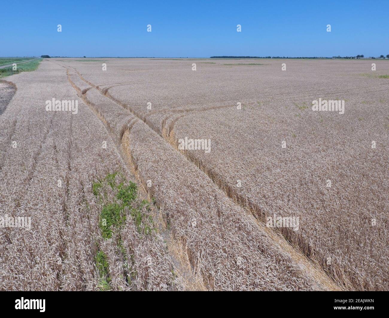 field of wheat, a top view Stock Photo - Alamy