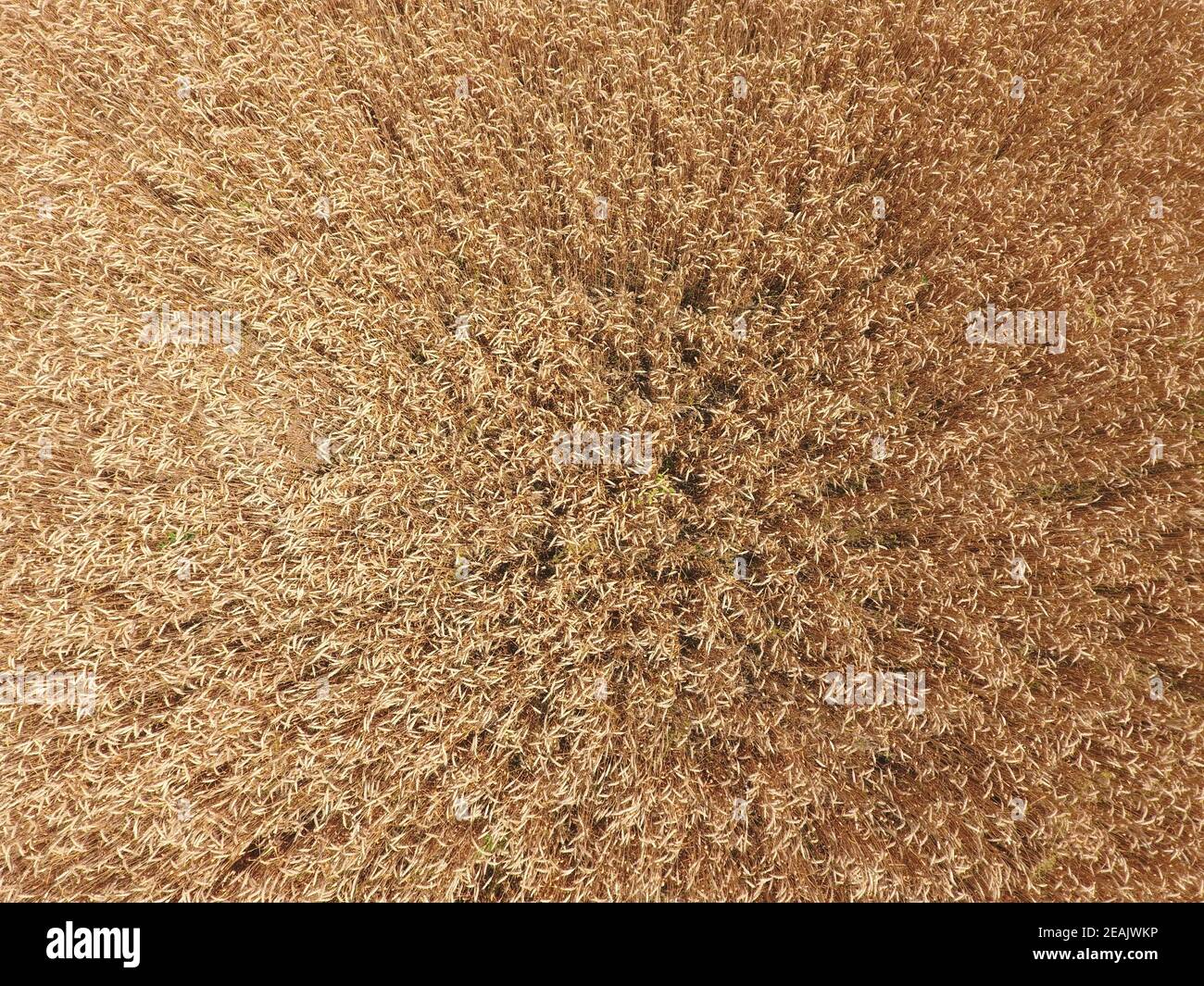 field of wheat, a top view Stock Photo - Alamy