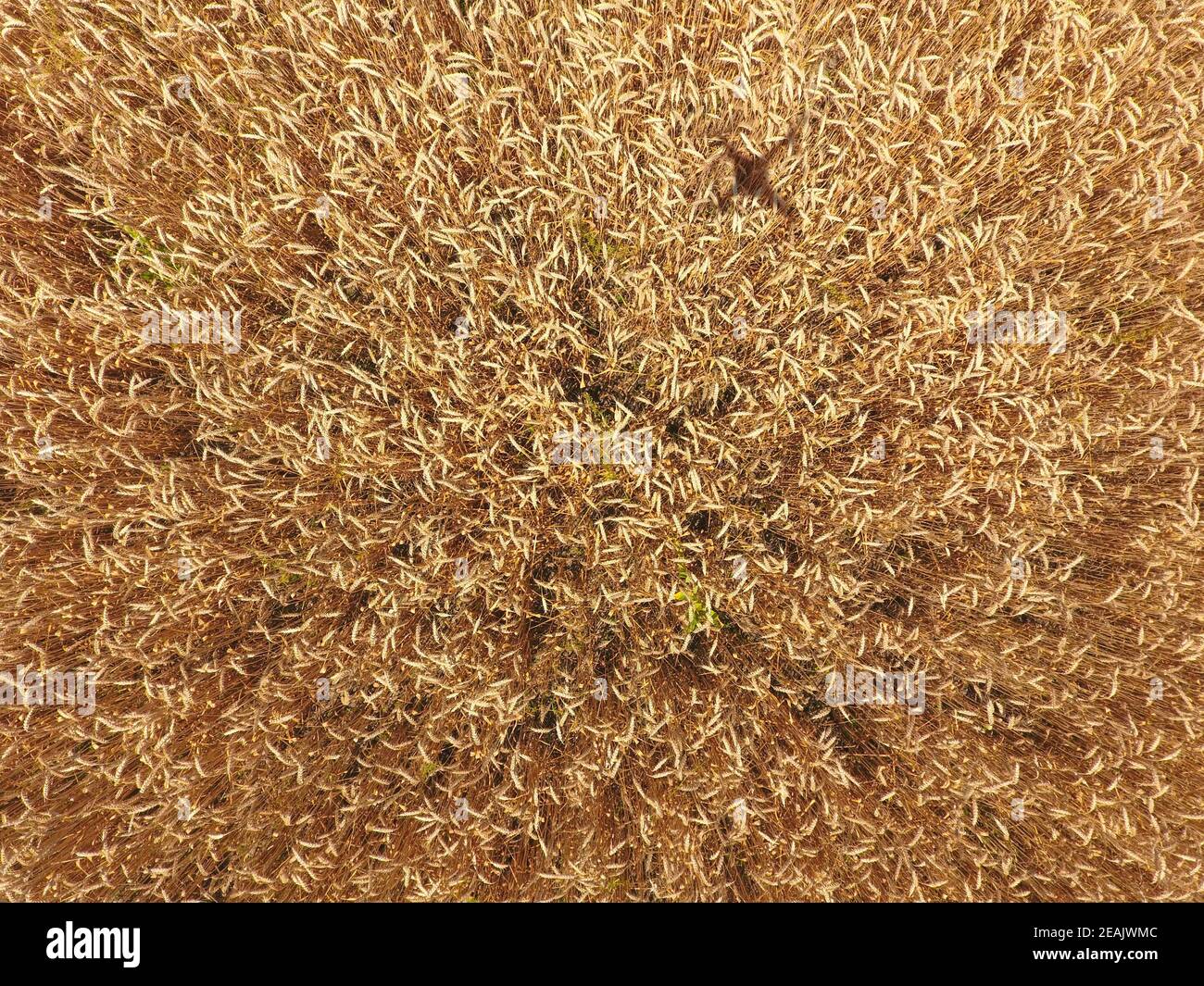 field of wheat, a top view Stock Photo - Alamy