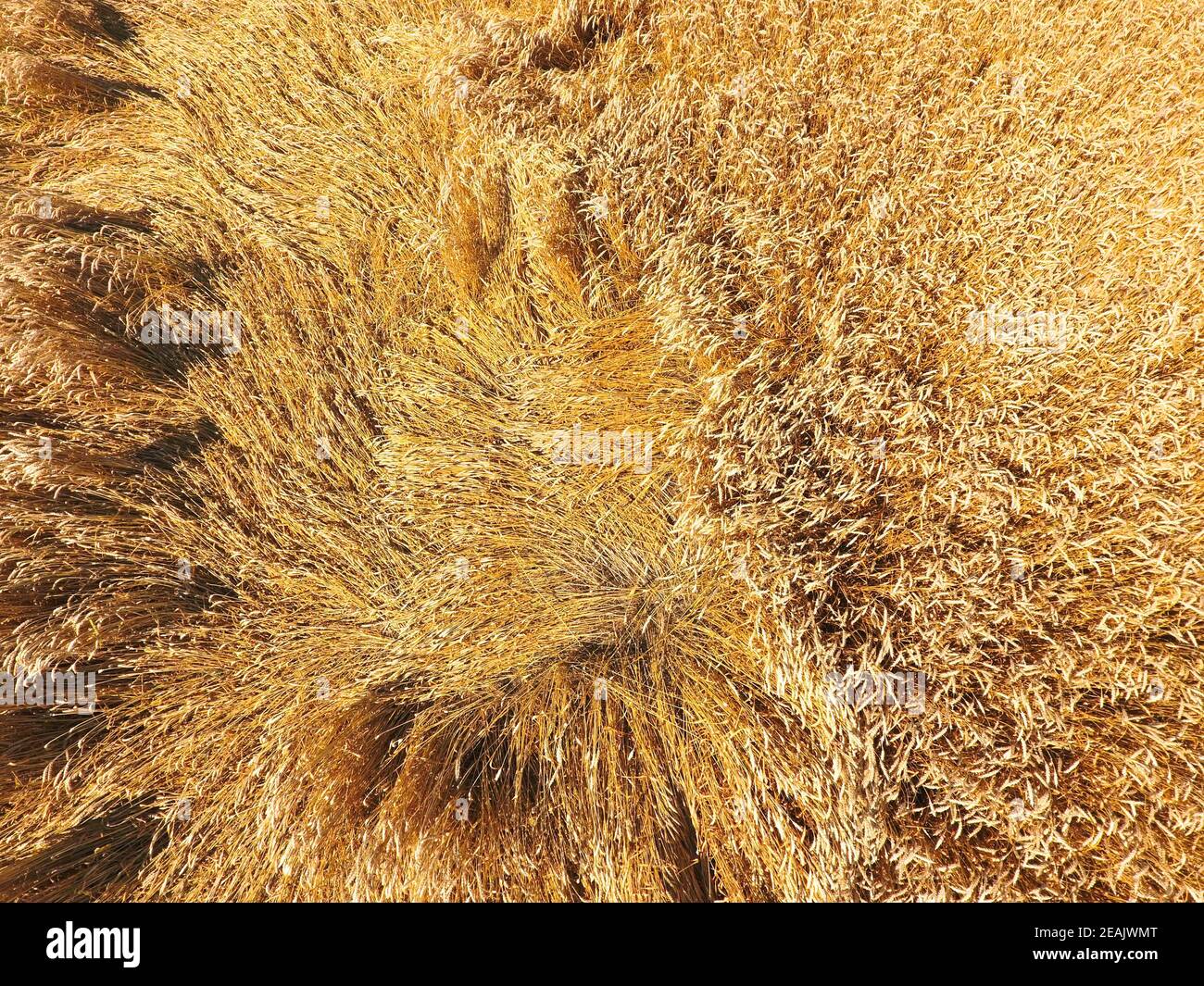 field of wheat, a top view Stock Photo - Alamy
