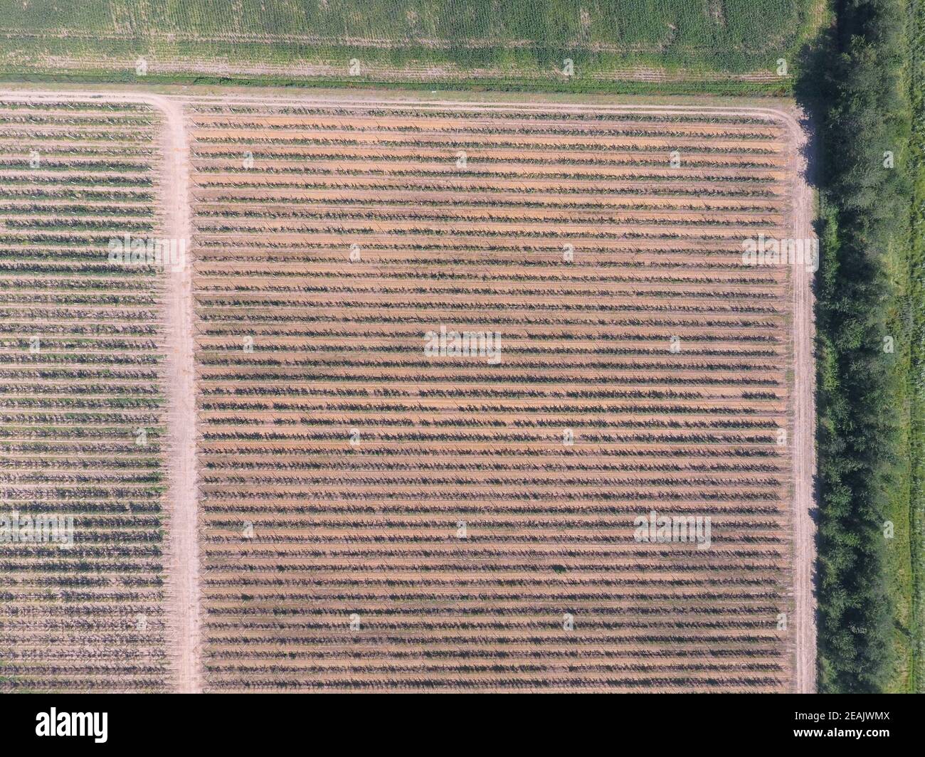 Dwarf Fruit Trees High Resolution Stock Photography and Images - Alamy