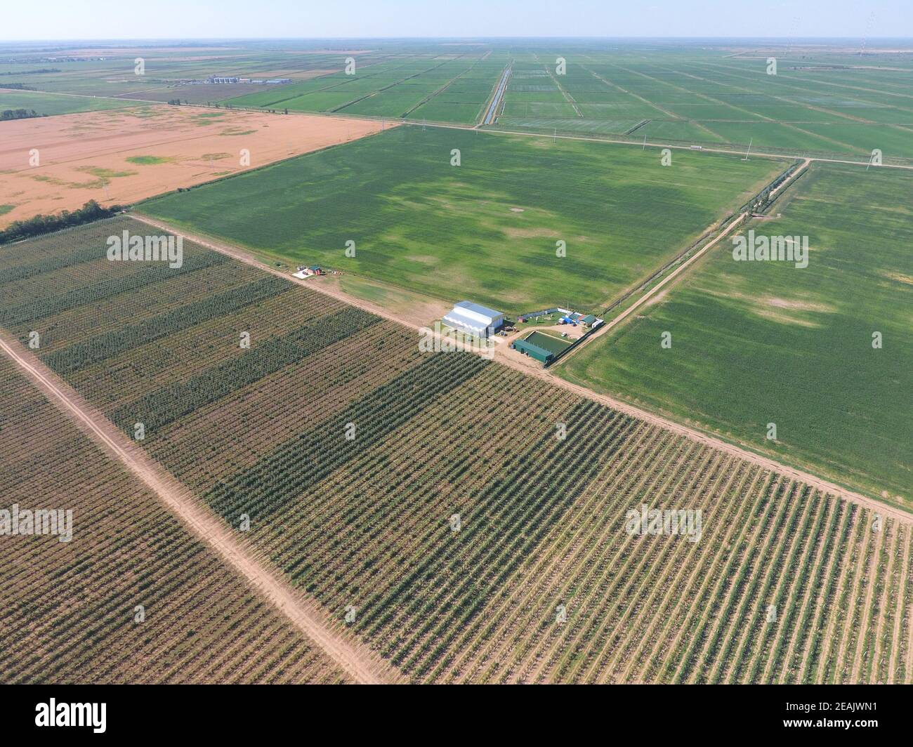 Dwarf Fruit Trees High Resolution Stock Photography and Images - Alamy