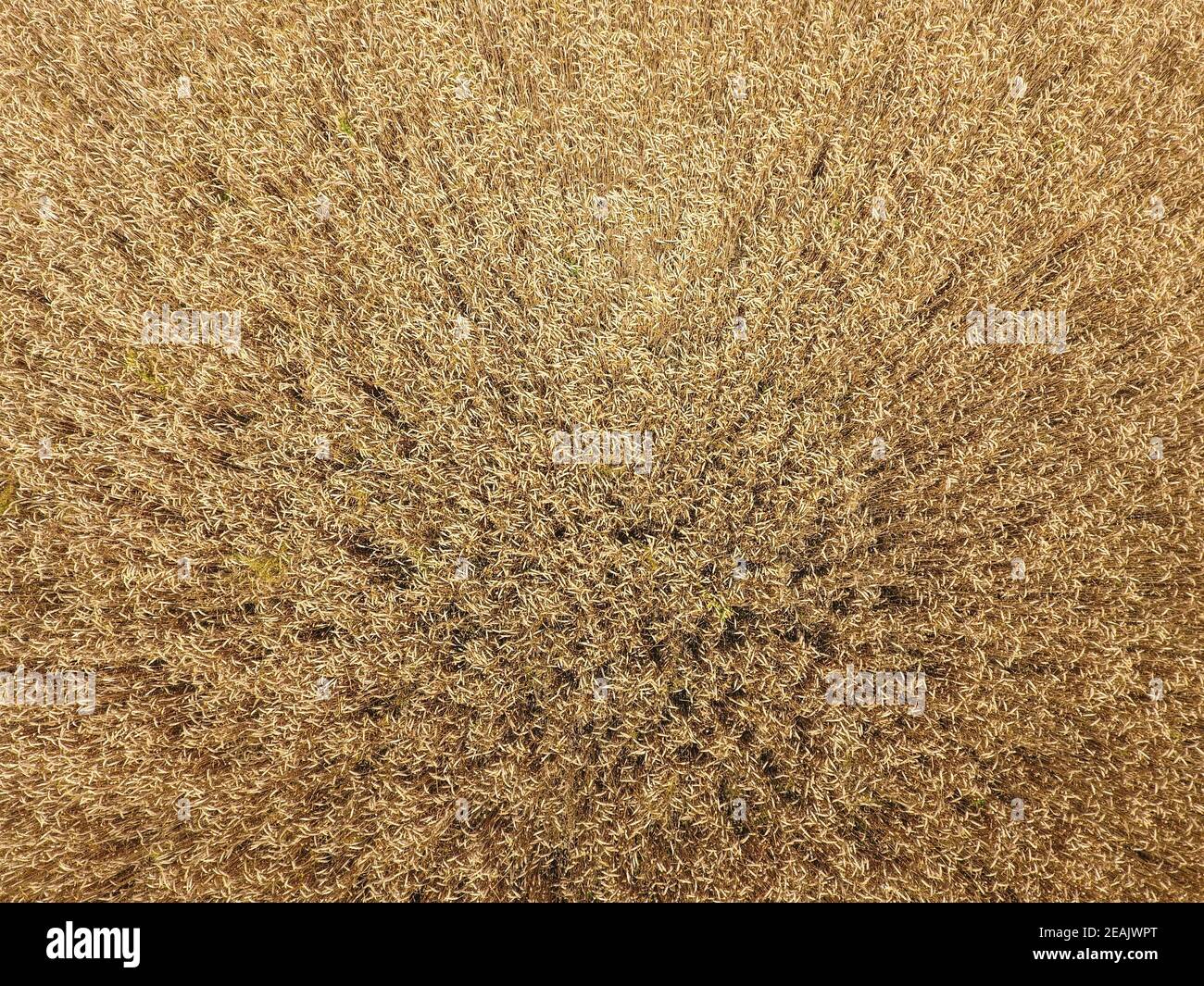 field of wheat, a top view Stock Photo - Alamy