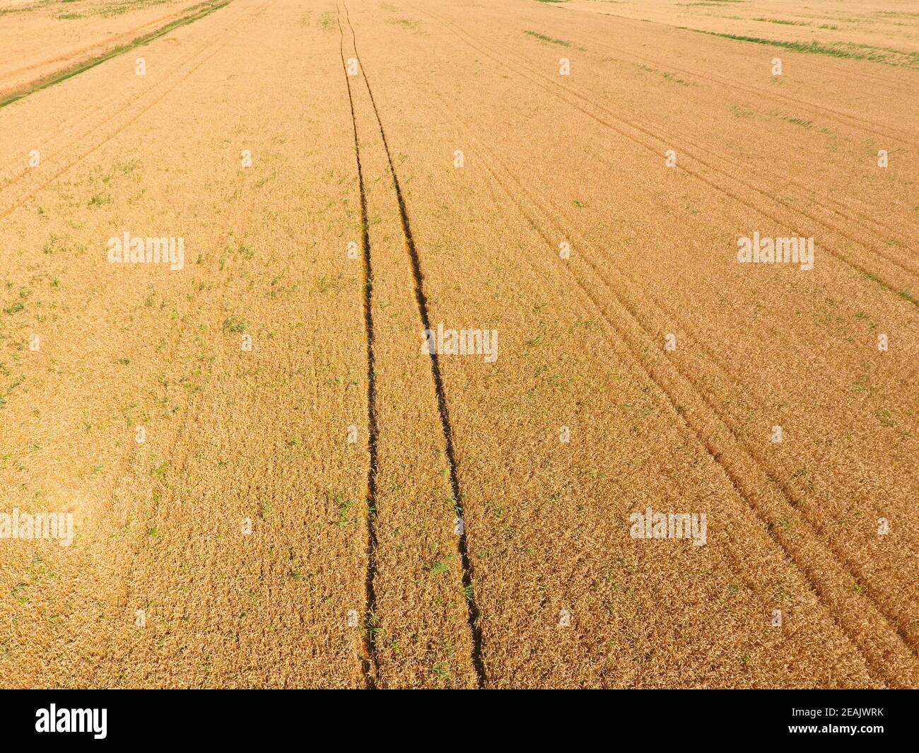 field of wheat, a top view Stock Photo - Alamy