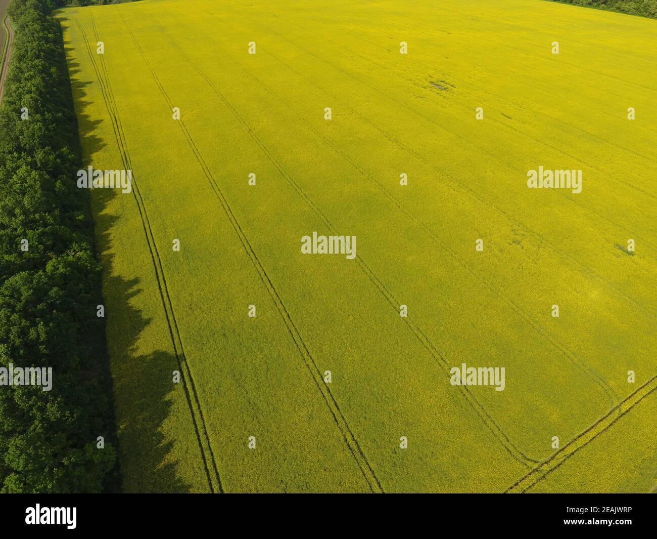 Field of flowering rape and forest belts for wind protection. Rape, a ...