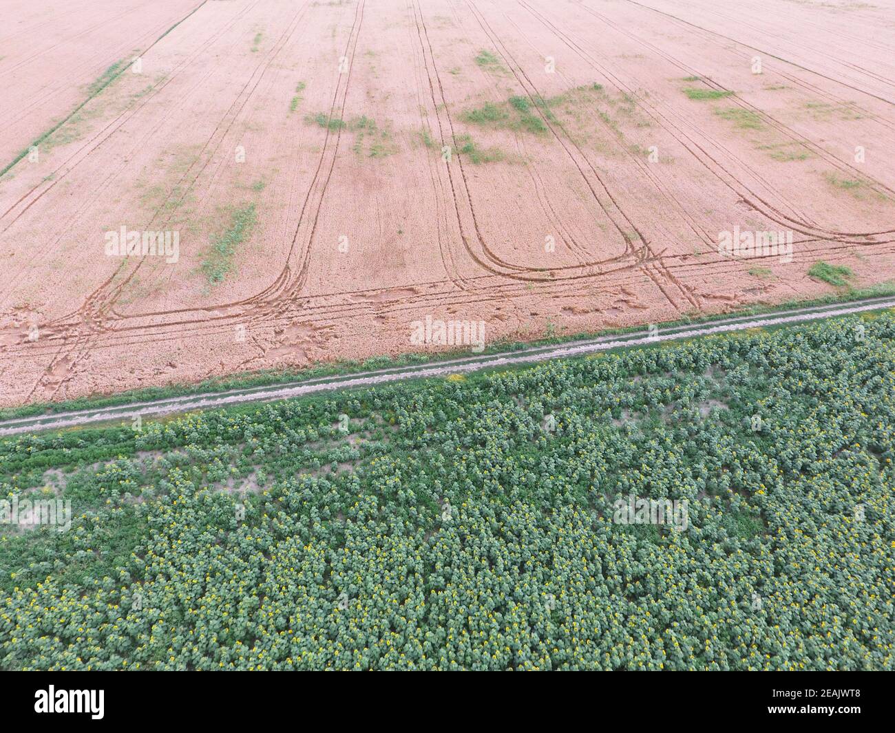 Border between fields of wheat and sunflowers. Top view with ...
