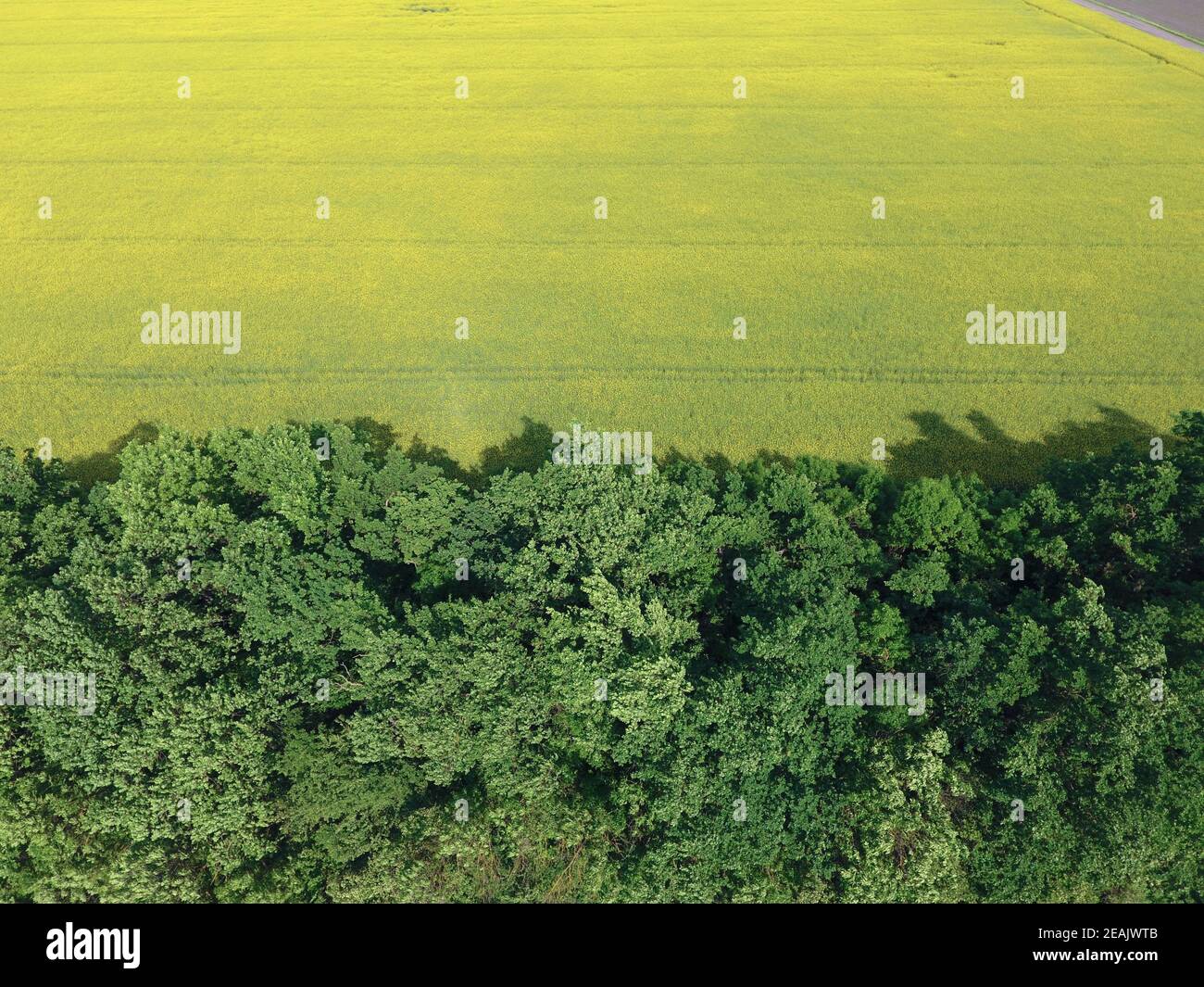 Field of flowering rape and forest belts for wind protection. Rape, a ...