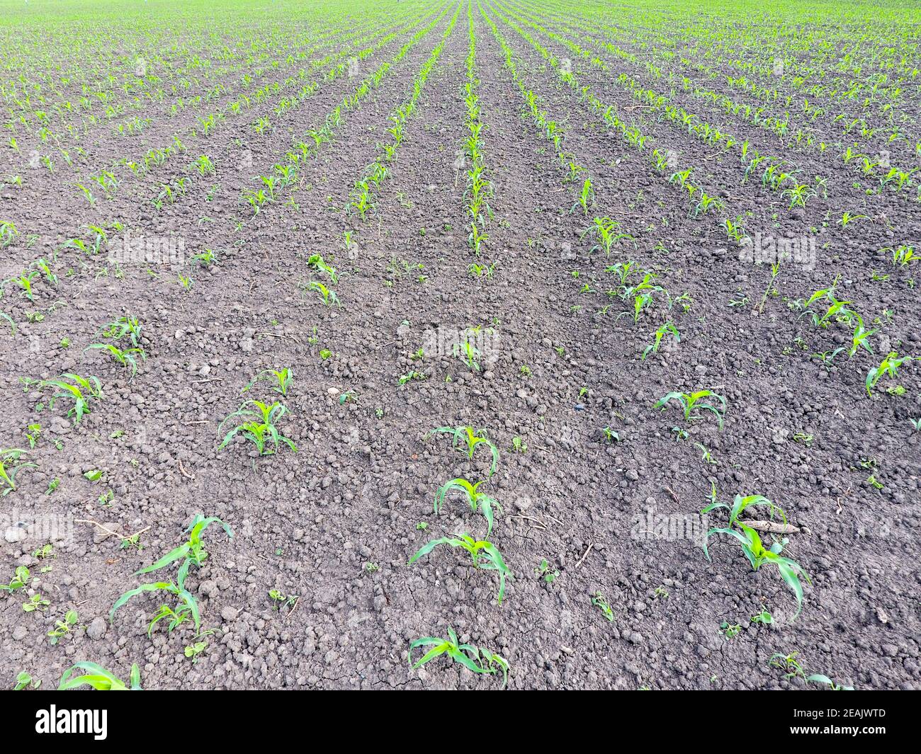 Field of young corn. Shoots of corn on the field. Fodder corn for ...