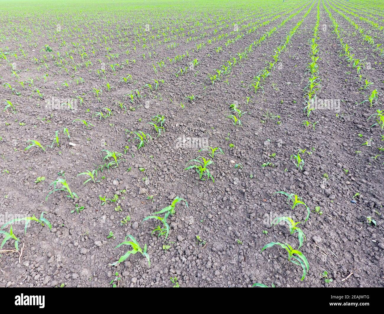Young corn shoots hi-res stock photography and images - Alamy