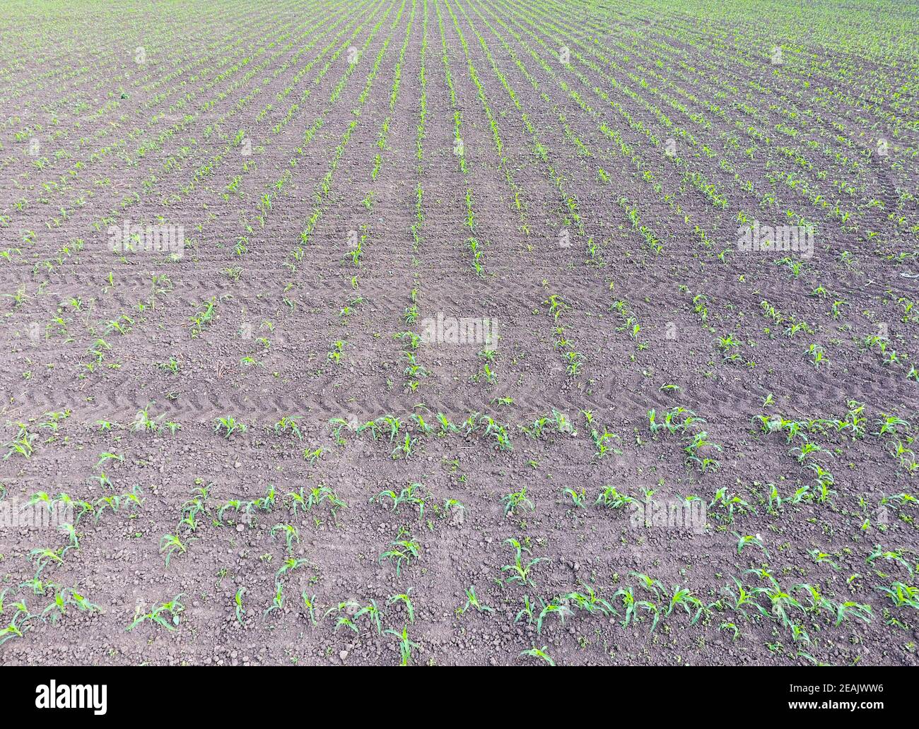 Mixed fodder hi-res stock photography and images - Alamy