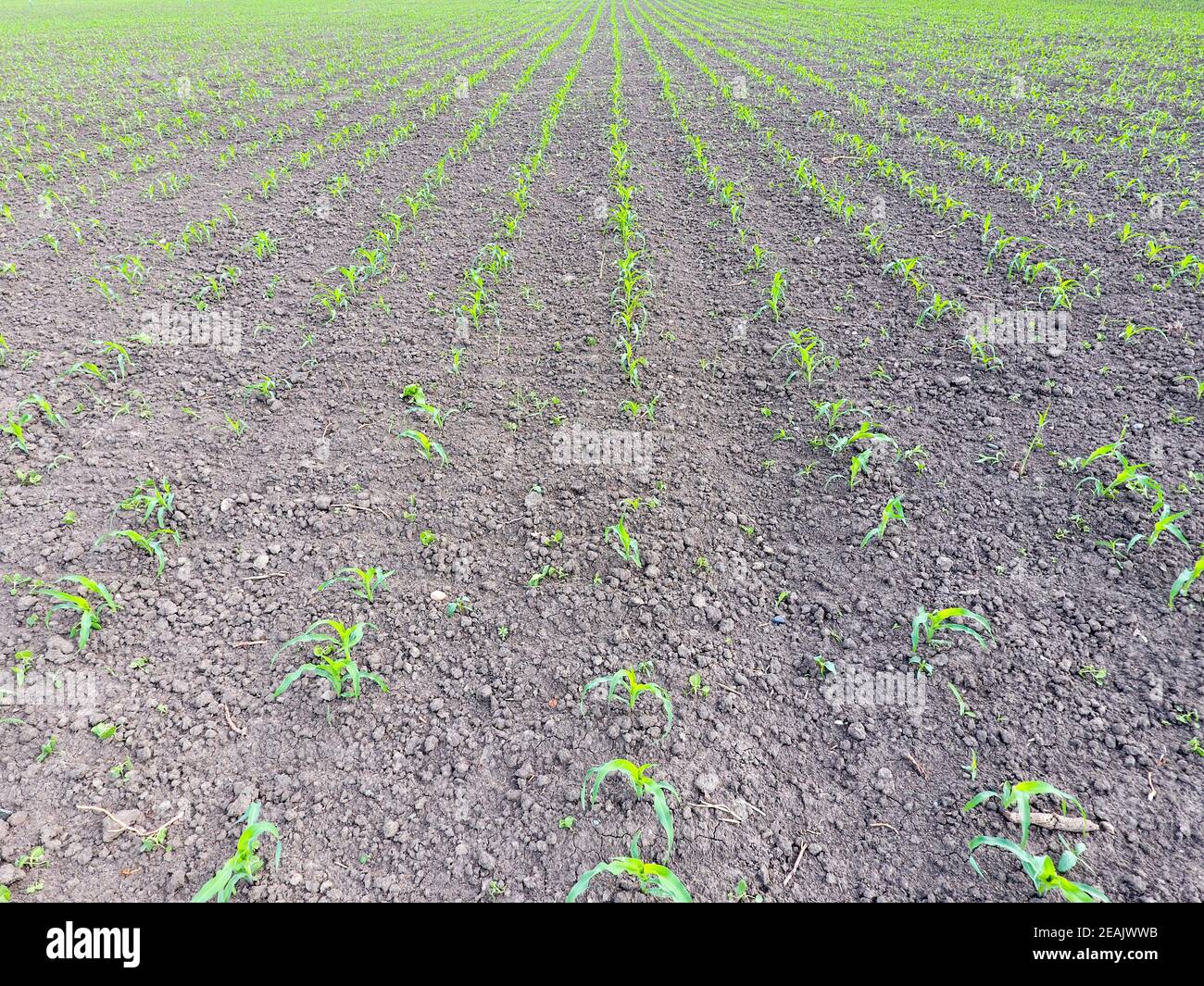 Field of young corn. Shoots of corn on the field. Fodder corn for ...