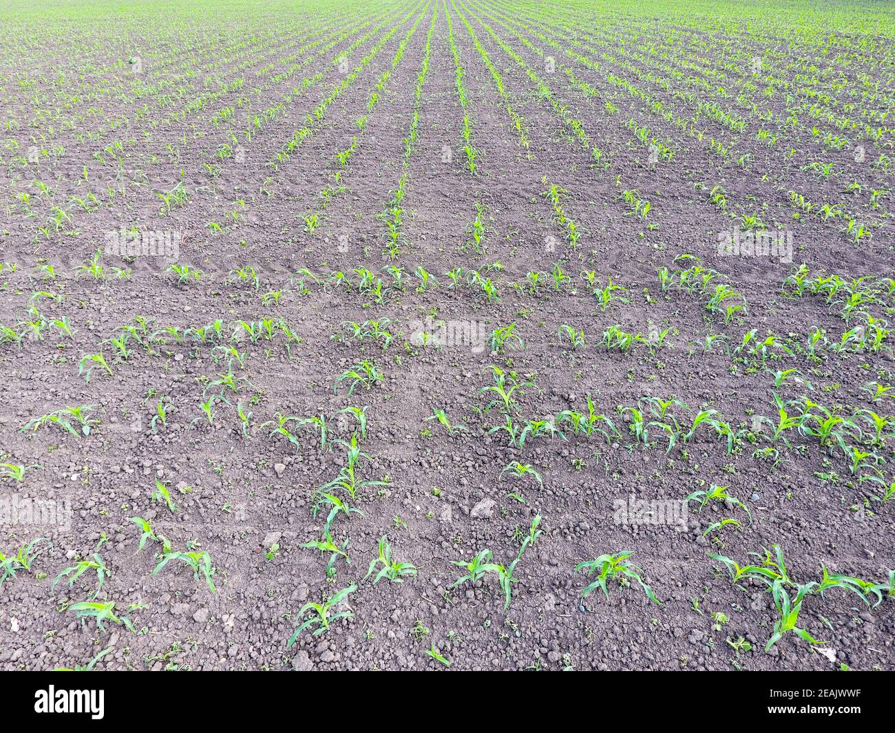 Fodder corn hi-res stock photography and images - Alamy