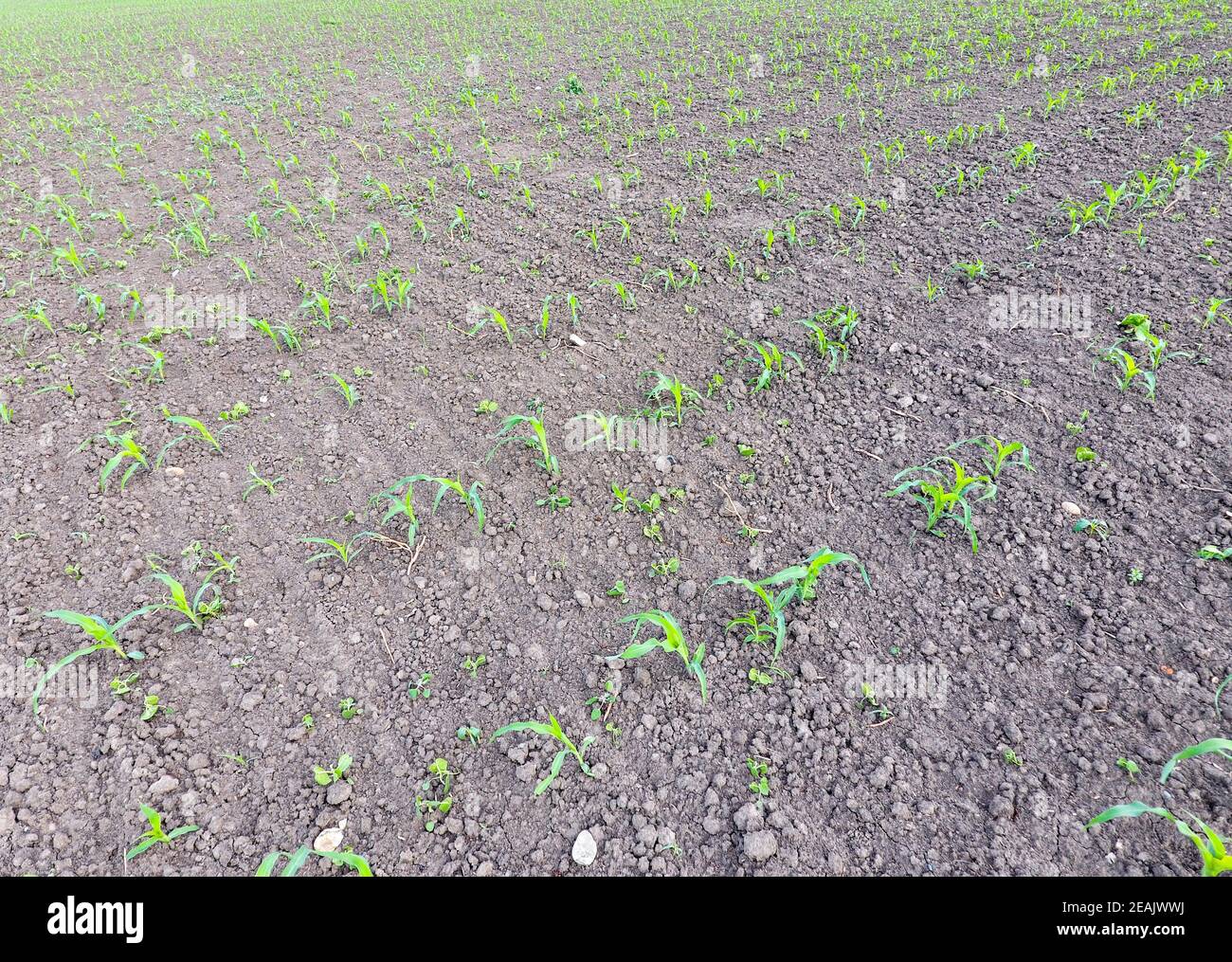 Field of young corn. Shoots of corn on the field. Fodder corn for ...