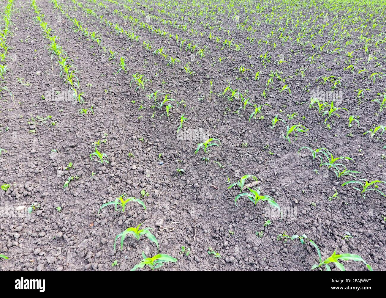 Field of young corn. Shoots of corn on the field. Fodder corn for ...