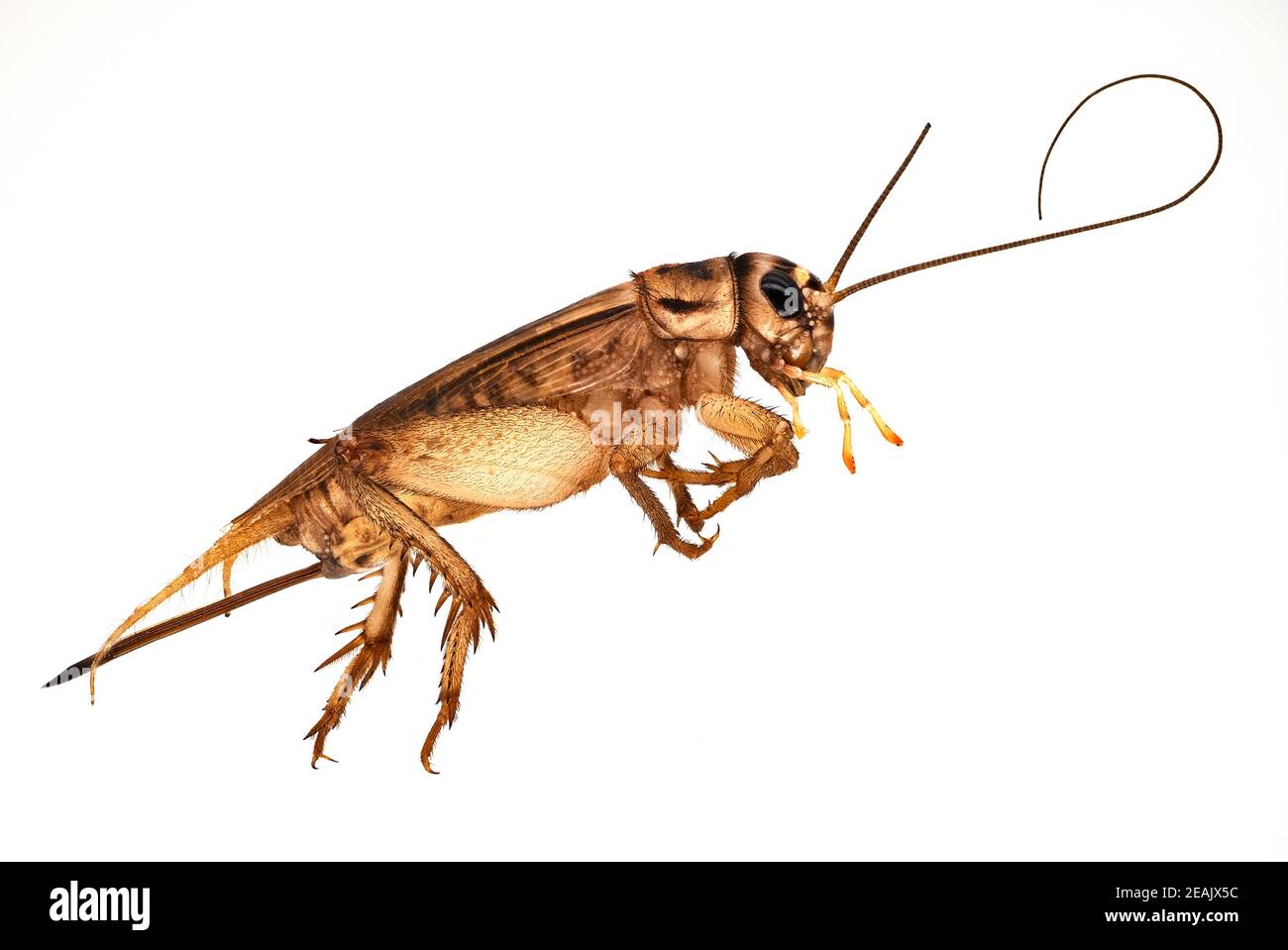 House Cricket Close Up Stock Photo - Alamy