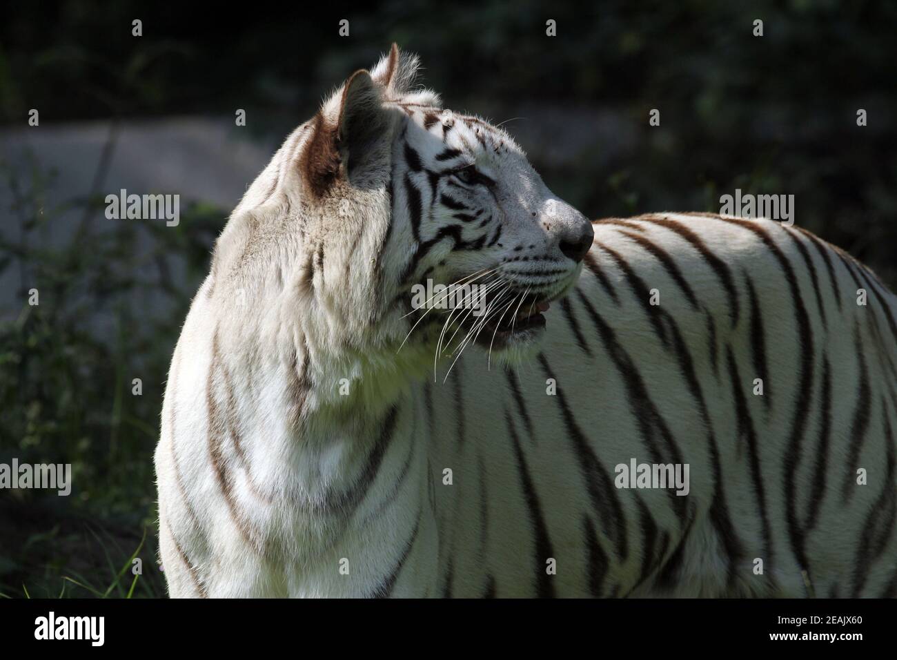 White Bengal tiger Stock Photo - Alamy