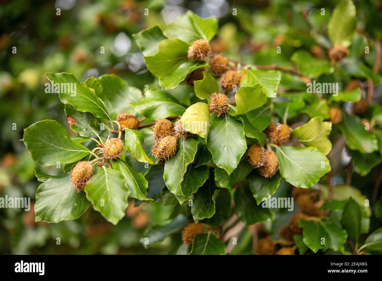 Beech nuts hi-res stock photography and images - Alamy