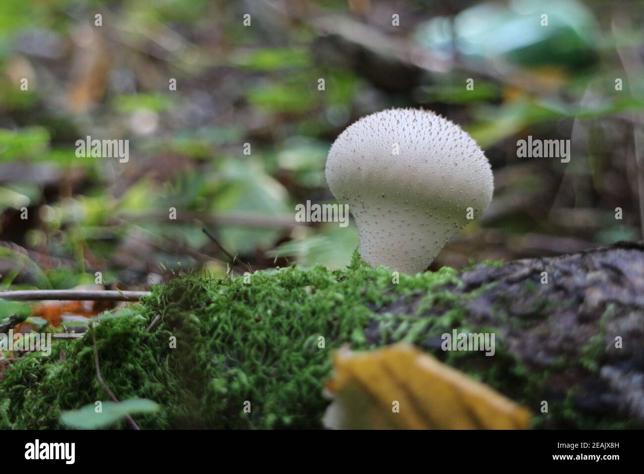 Common puffball mushroom lycoperdon hi-res stock photography and images ...