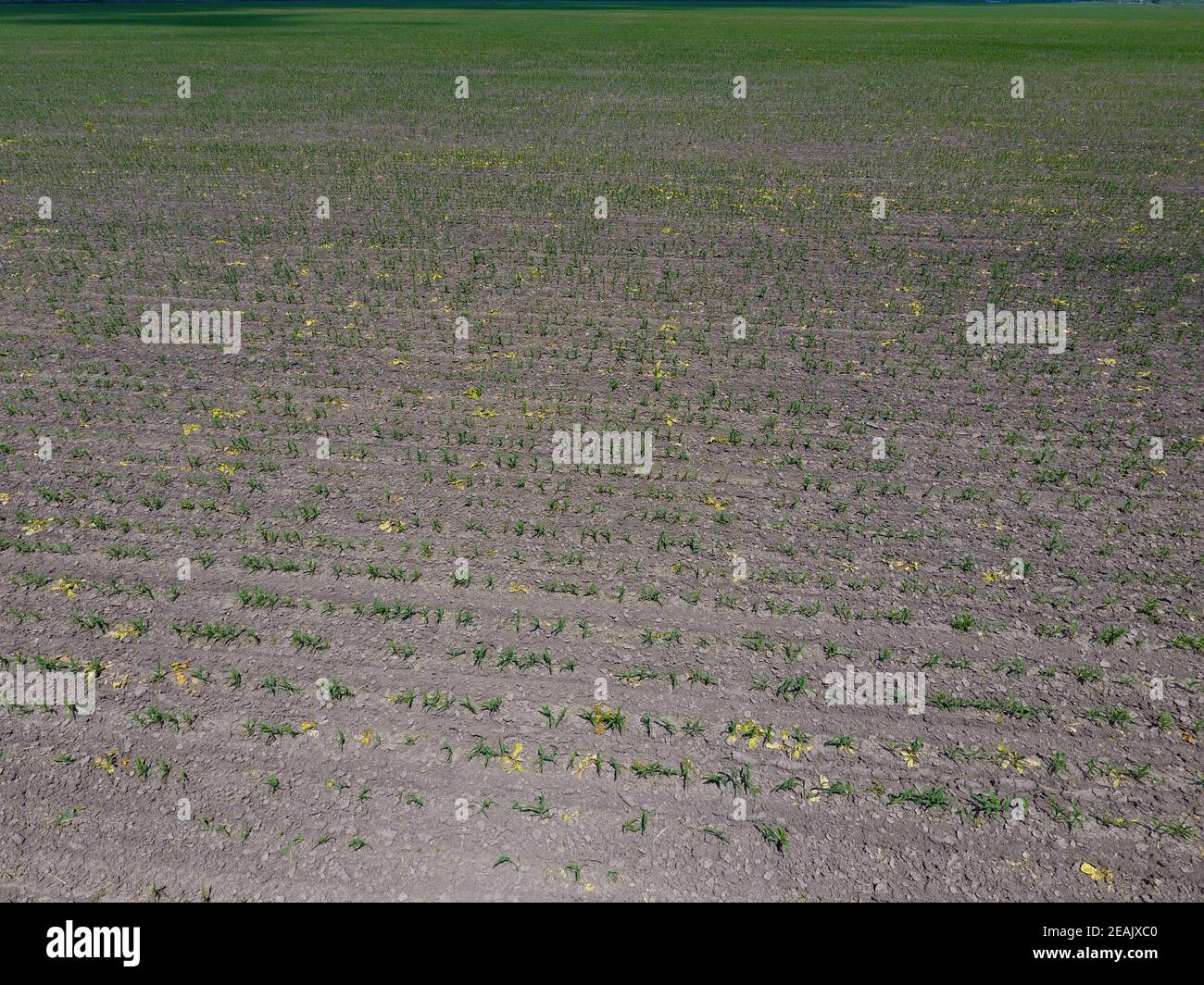 Seedlings of corn. Field of young corn. Shoots of corn on the field ...