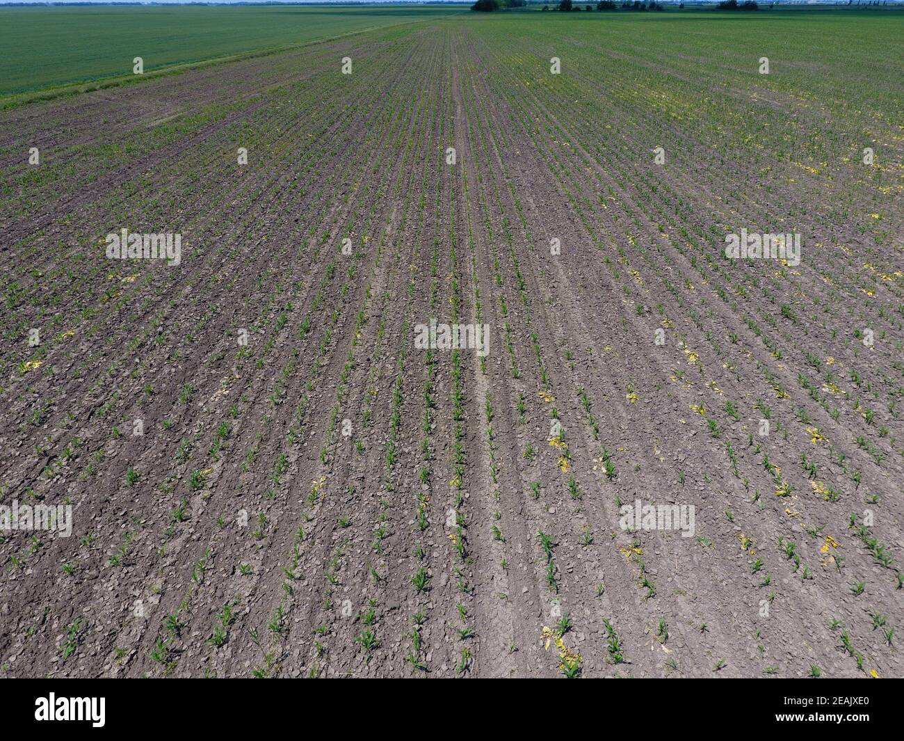 Seedlings of corn. Field of young corn. Shoots of corn on the field ...