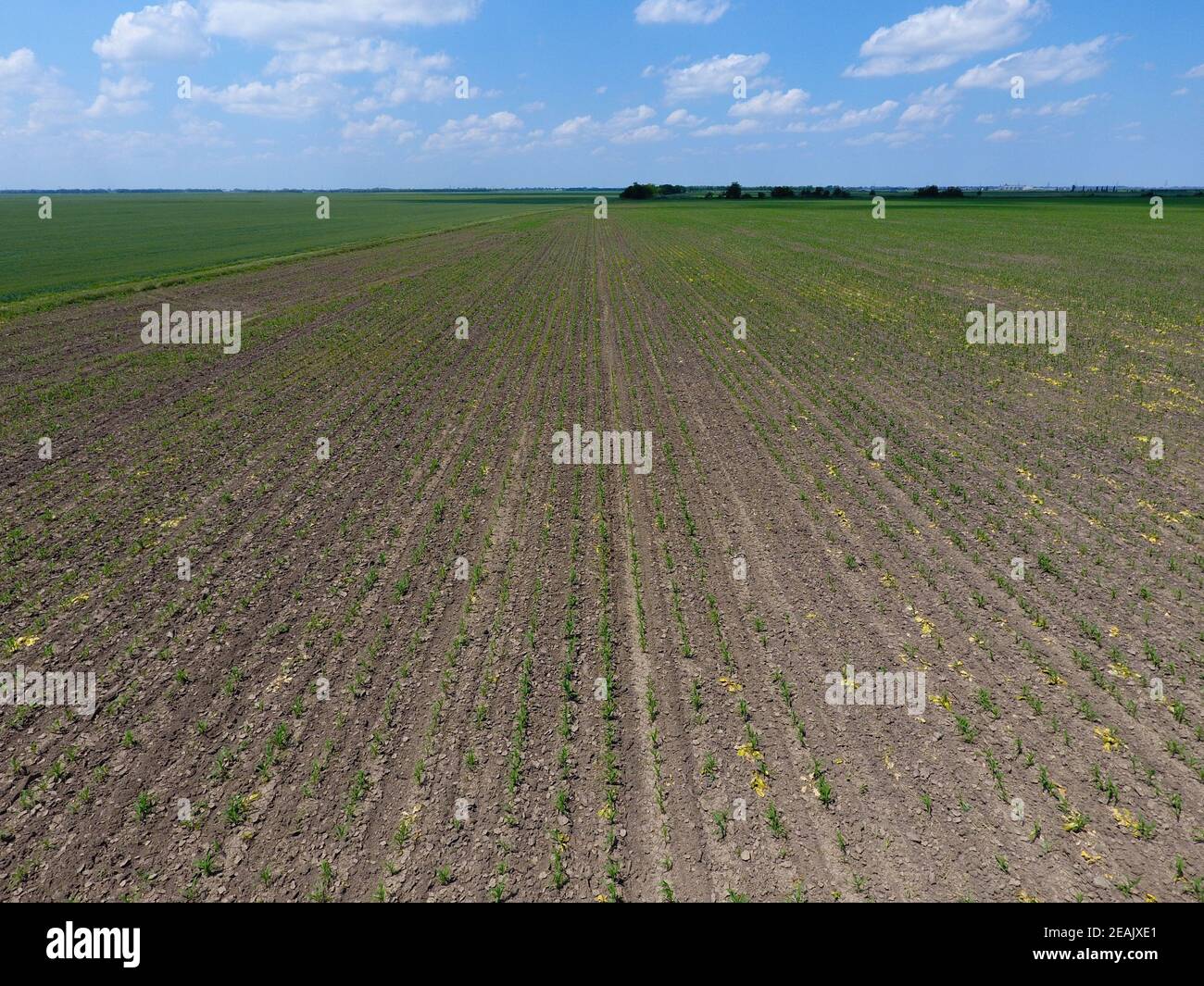 Seedlings of corn. Field of young corn. Shoots of corn on the field ...