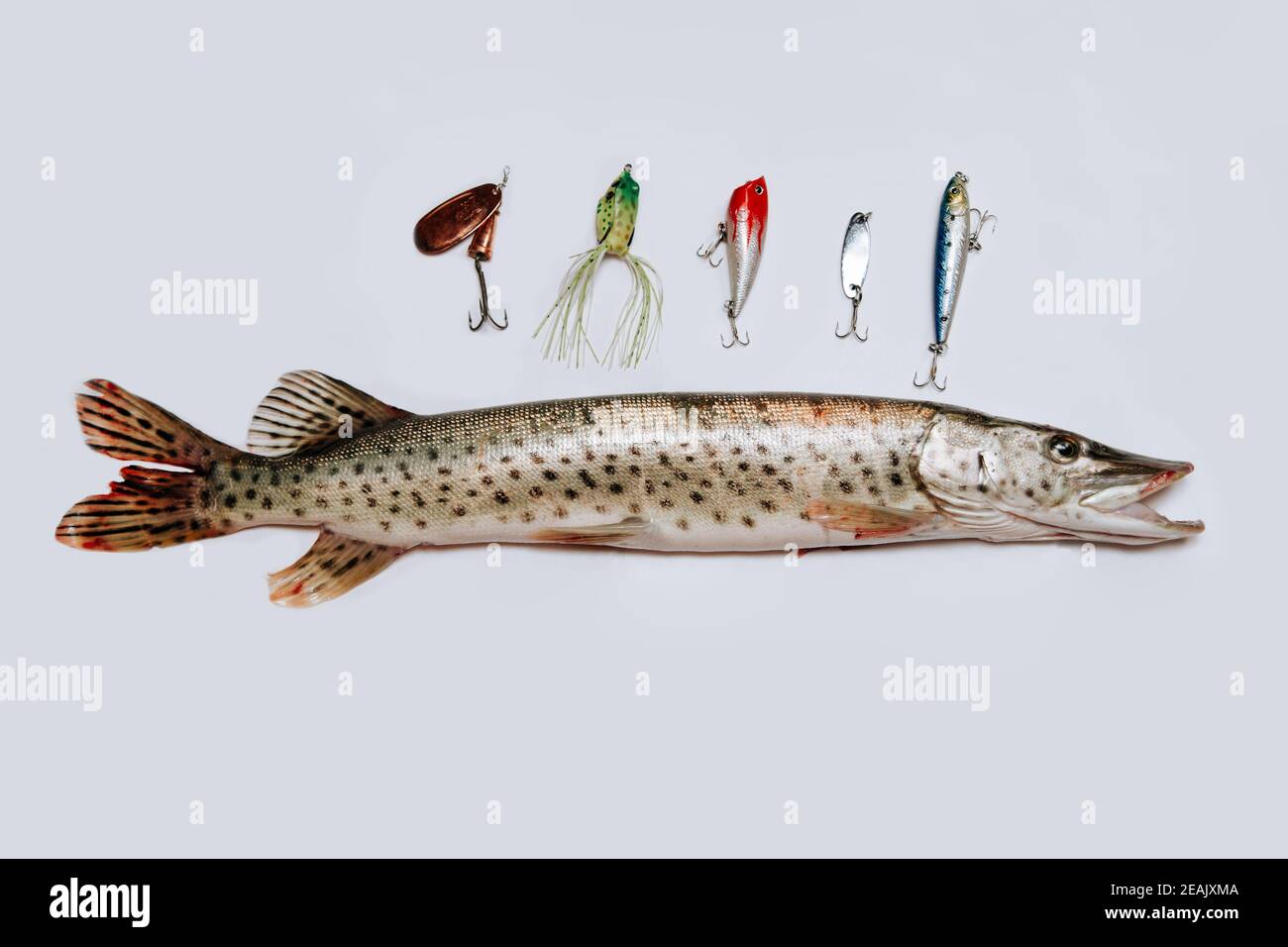 Pike fish with an open mouth lies on a white background. With bait ...