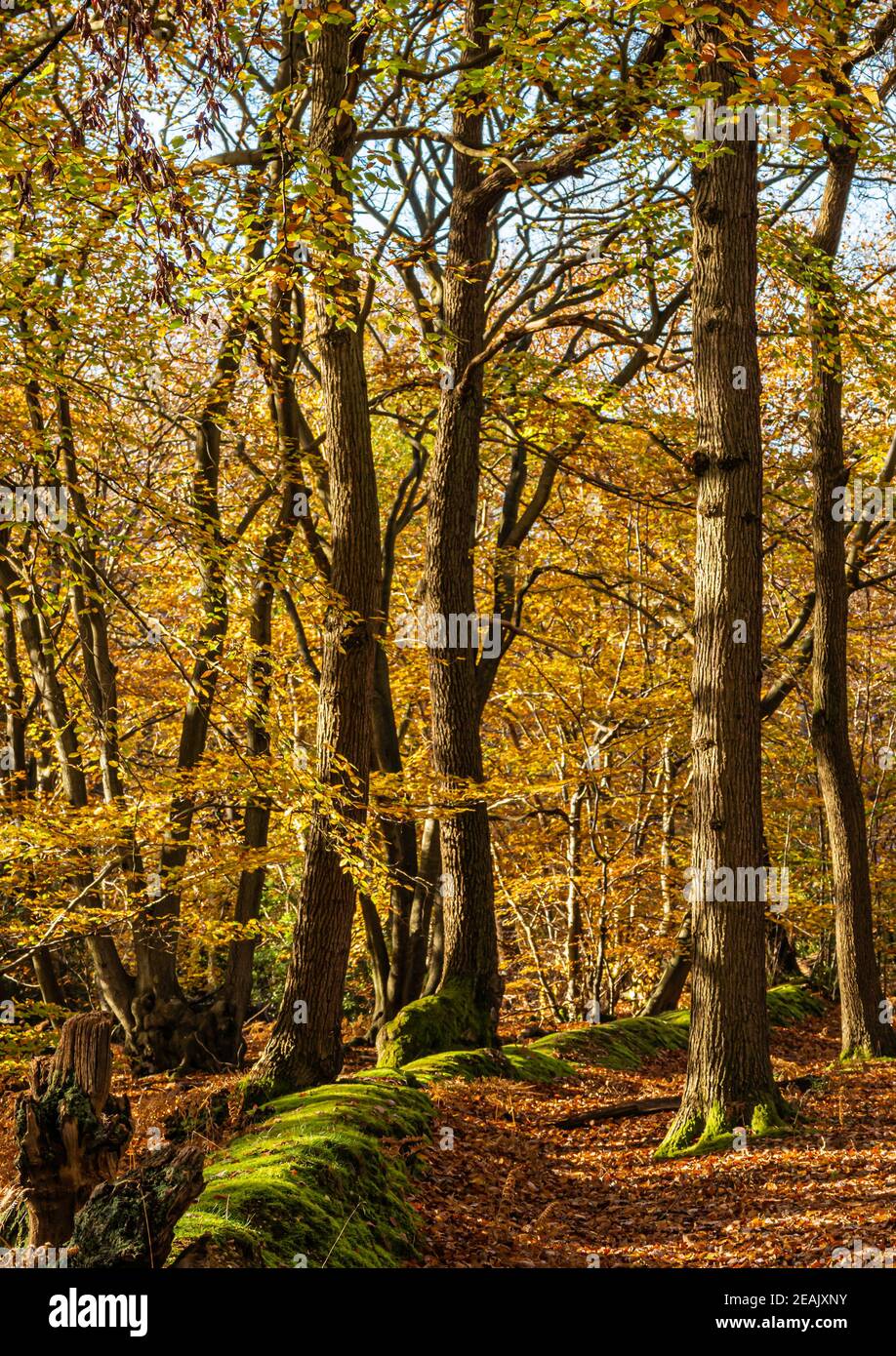 Burnham beeches buckinghamshire hi-res stock photography and images - Alamy