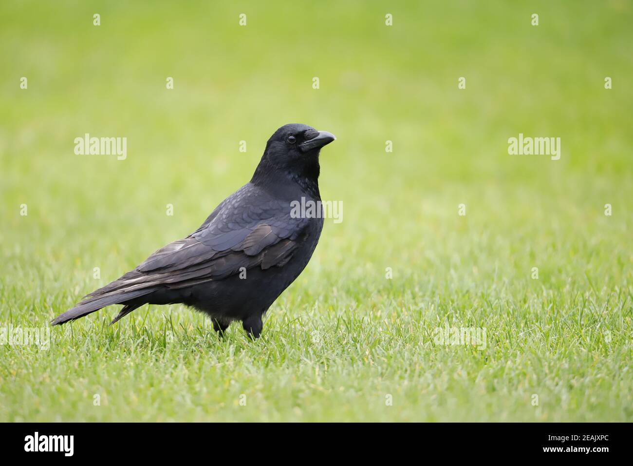 Crows are more beautiful during Fall season Stock Photo - Alamy