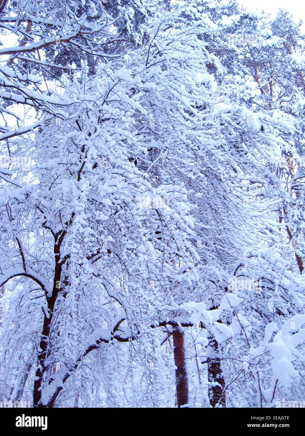 Winter landscape with hoarfrost hi-res stock photography and images - Alamy