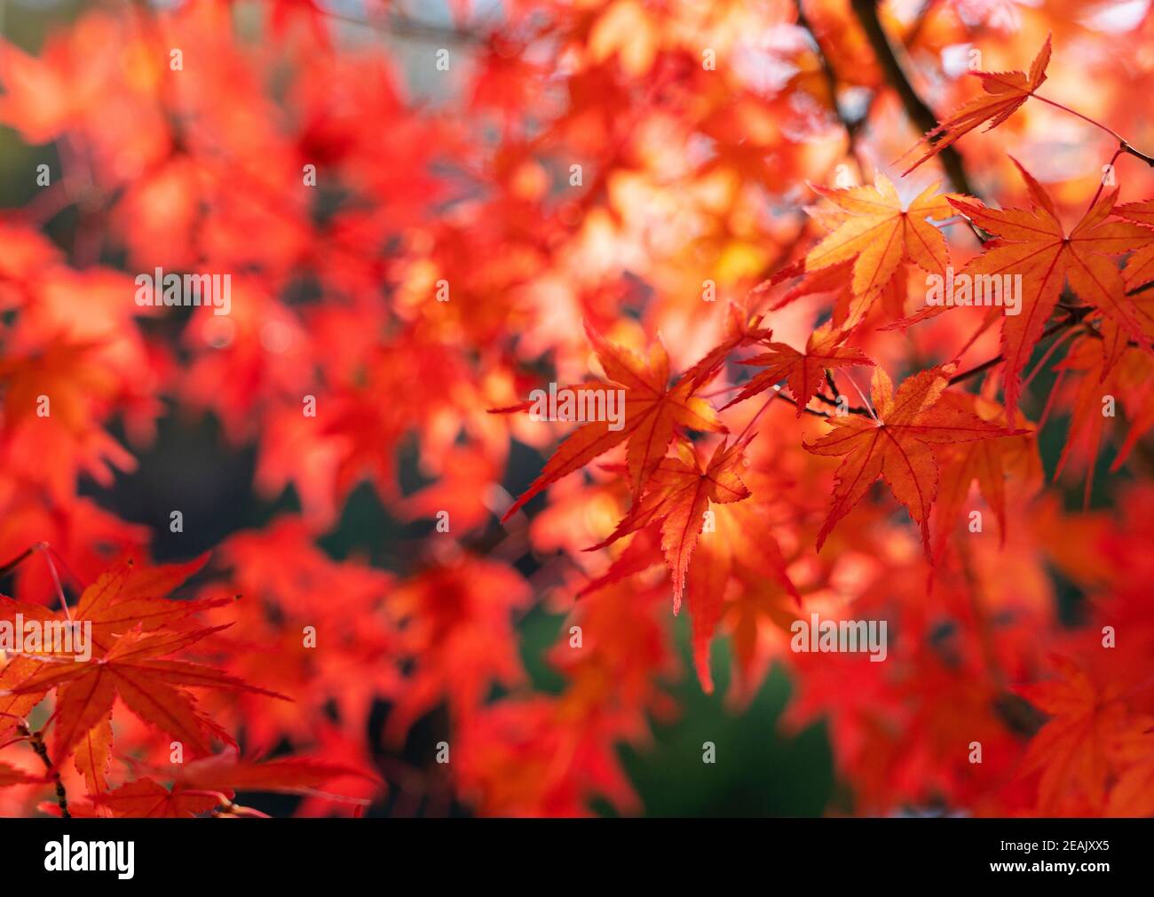Close up red orange japanese hi-res stock photography and images - Alamy