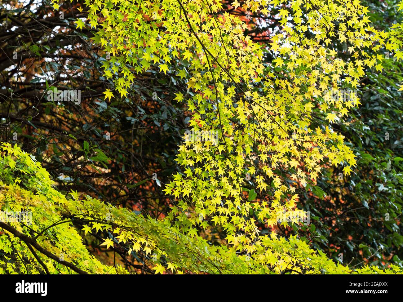 Red and green japanese maple hi-res stock photography and images - Alamy