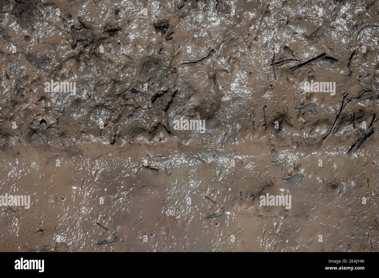Puddle of mud Stock Photo - Alamy