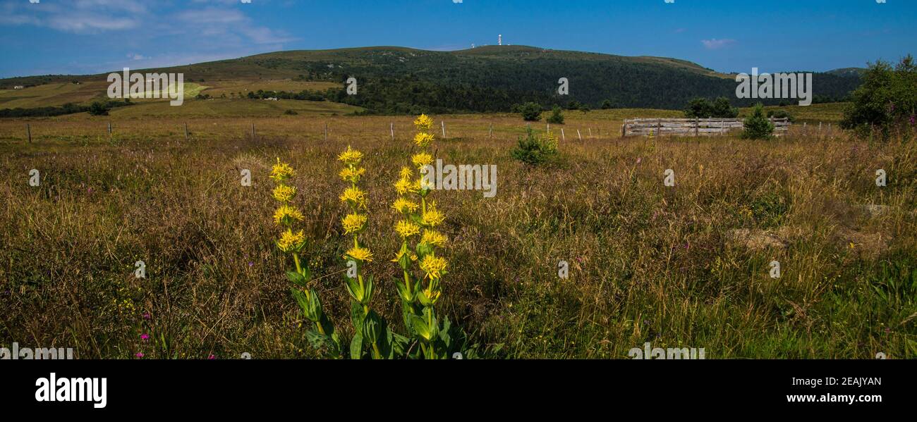 region of forez Stock Photo - Alamy