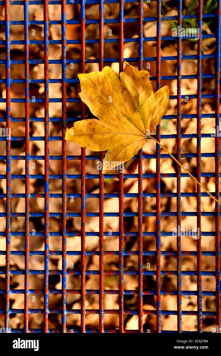autumnal colored maple leaf on a blue grid of a seat Stock Photo - Alamy
