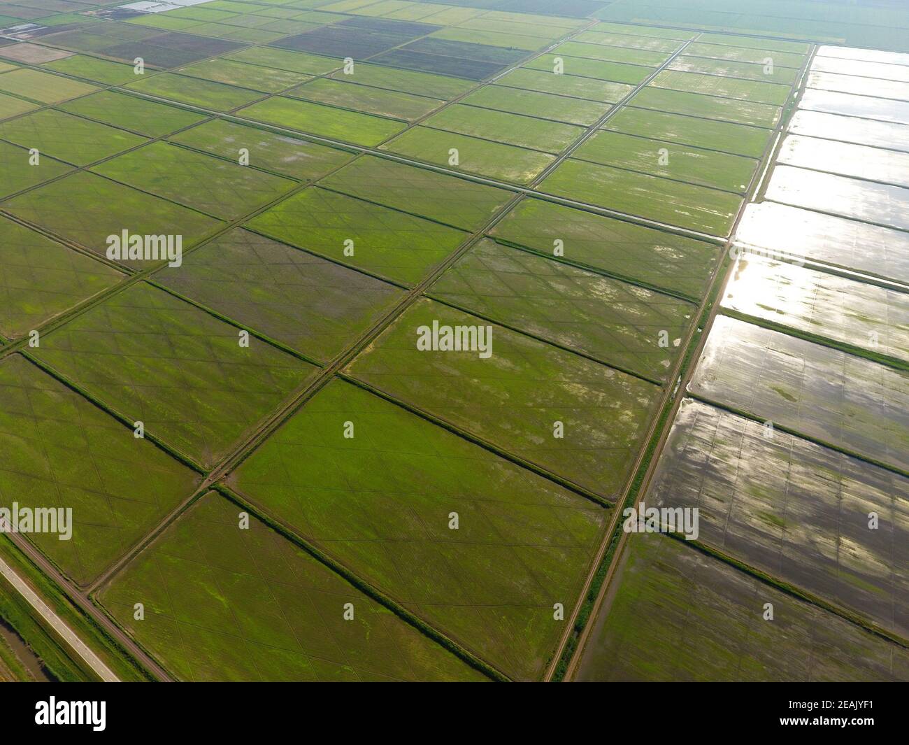 The rice fields are flooded with water. Flooded rice paddies. Agronomic ...