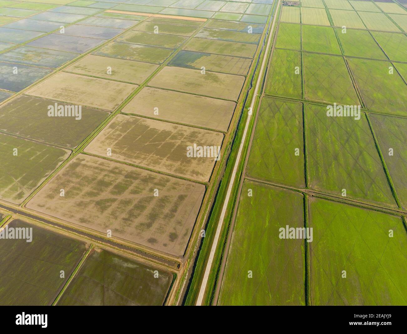 The rice fields are flooded with water. Flooded rice paddies. Agronomic ...