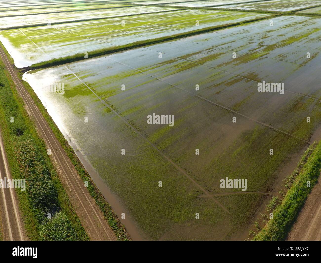 The rice fields are flooded with water. Flooded rice paddies. Agronomic ...