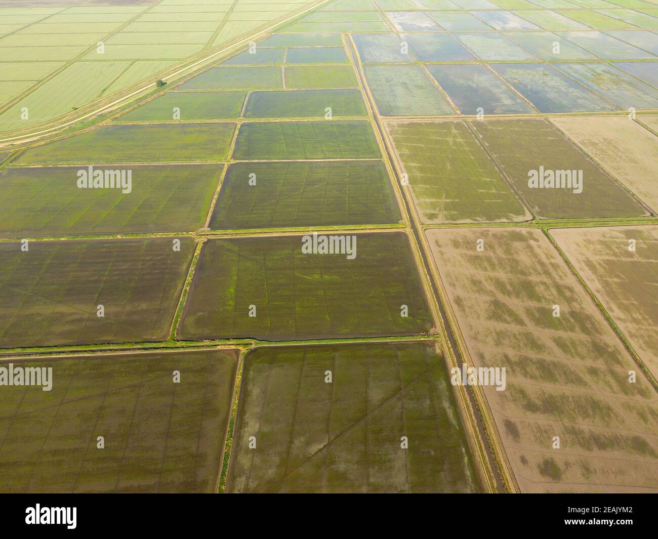The rice fields are flooded with water. Flooded rice paddies. Agronomic ...