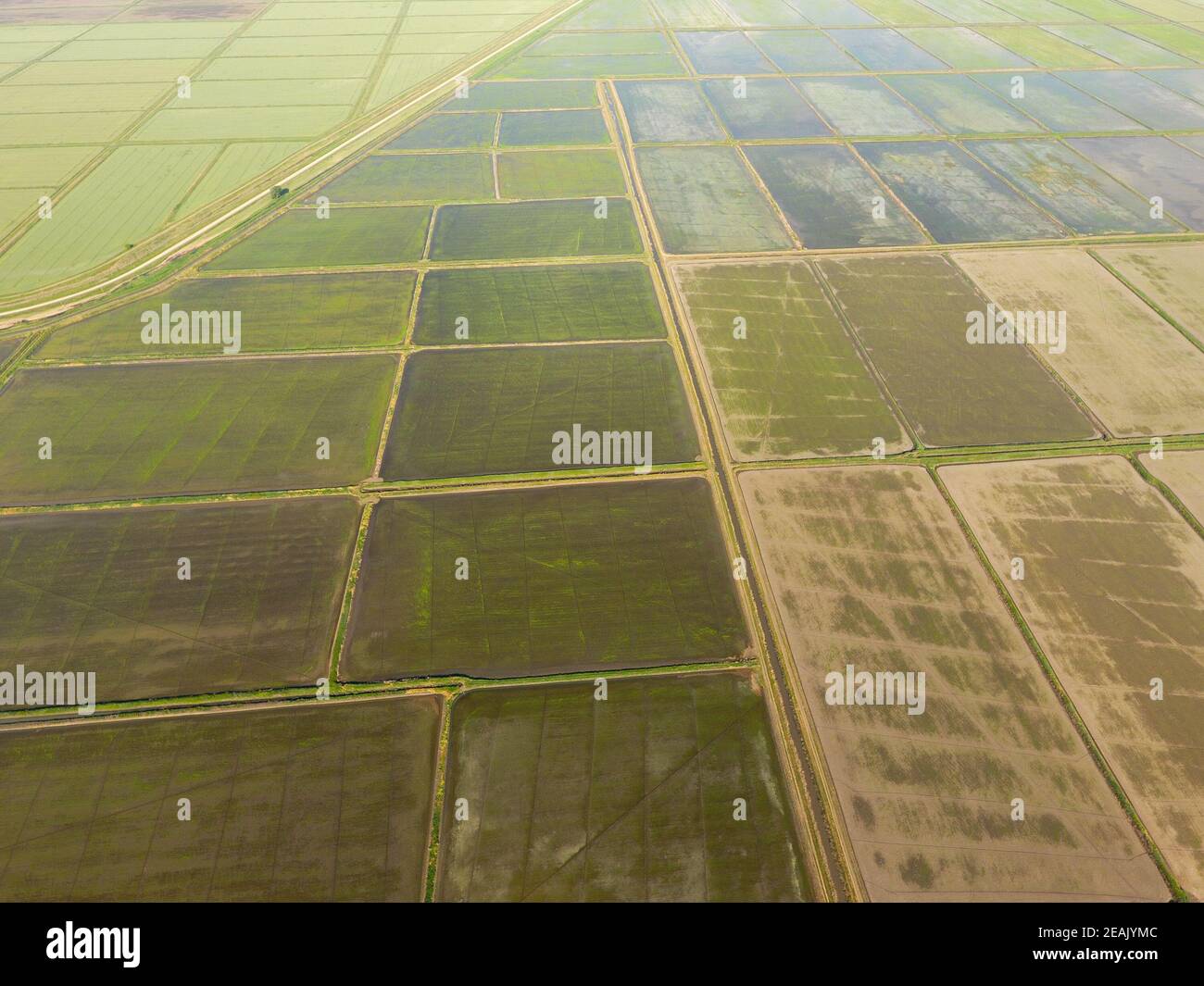 The rice fields are flooded with water. Flooded rice paddies. Agronomic ...