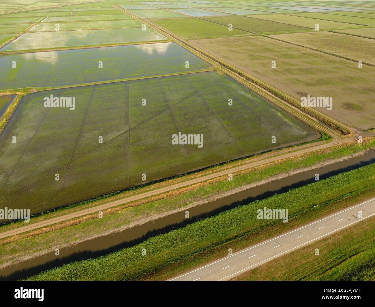The rice fields are flooded with water. Flooded rice paddies. Agronomic ...