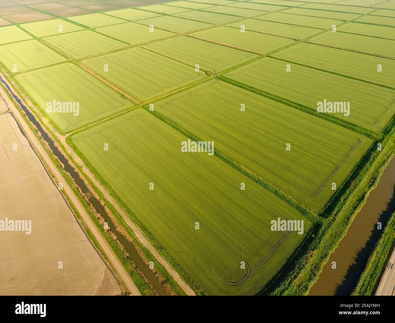 The rice fields are flooded with water. Flooded rice paddies. Agronomic ...