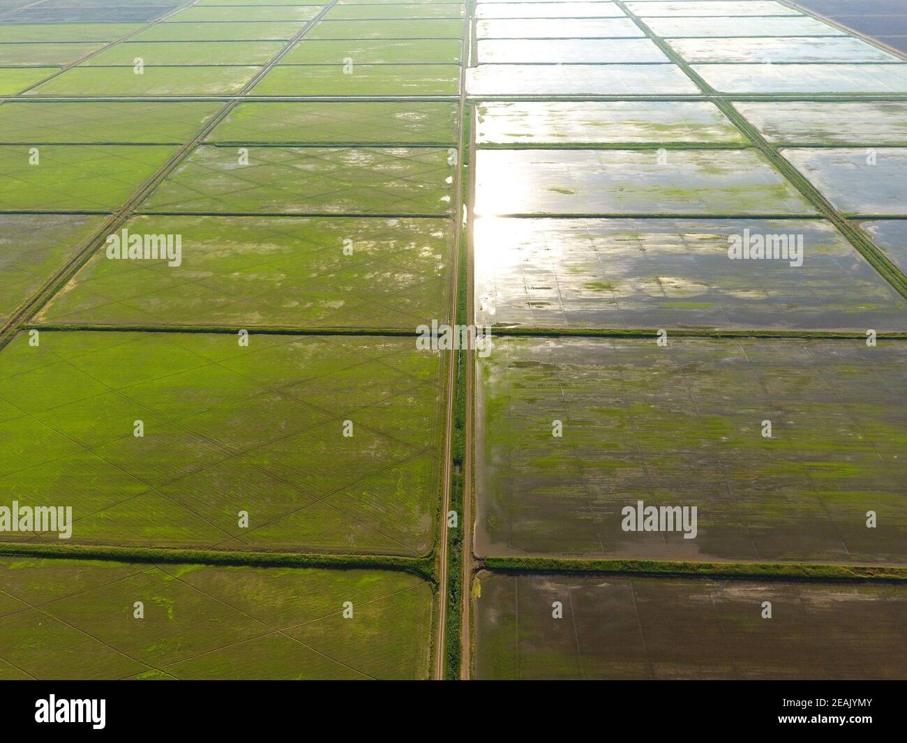 The rice fields are flooded with water. Flooded rice paddies. Agronomic ...