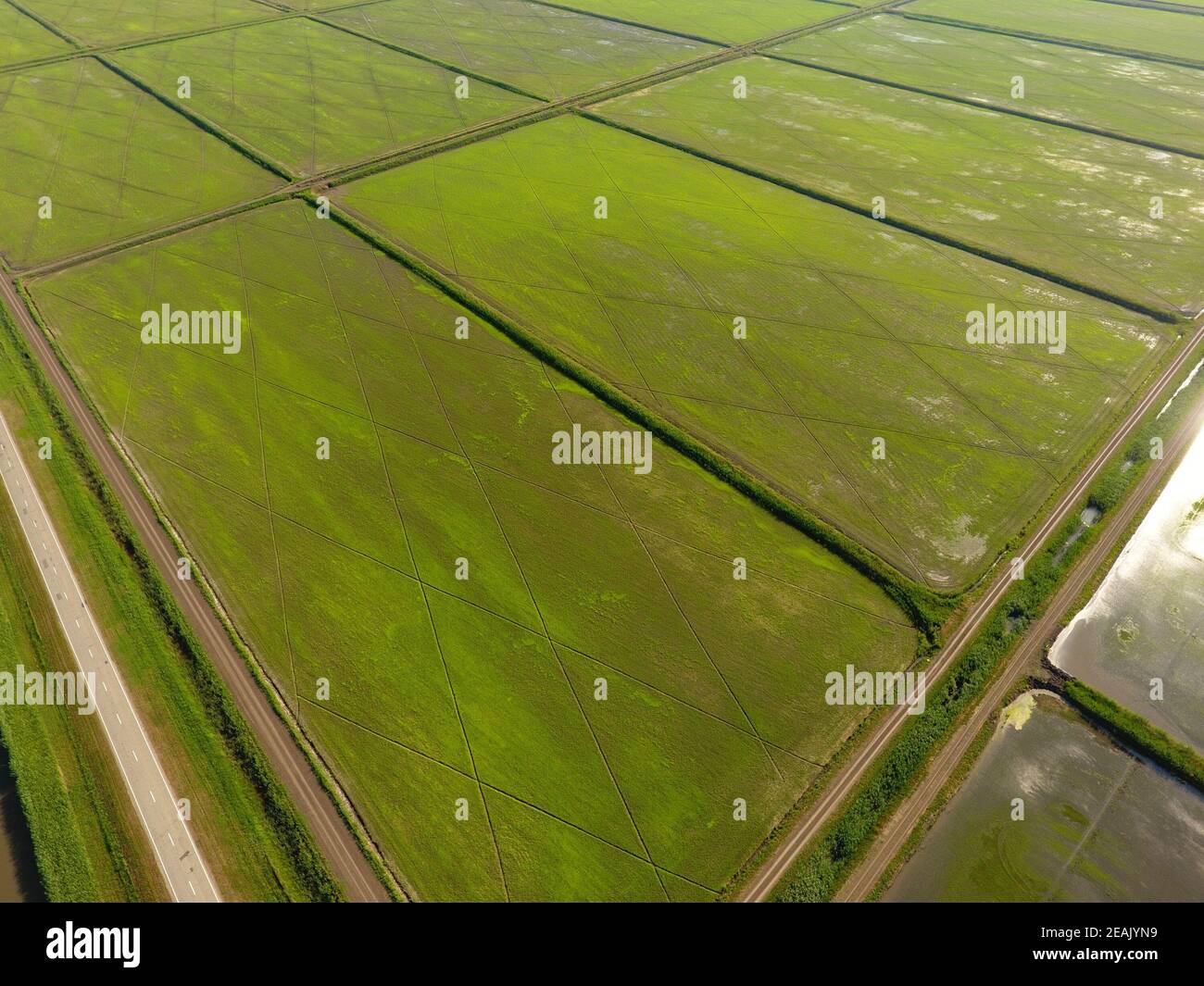 The rice fields are flooded with water. Flooded rice paddies. Agronomic ...