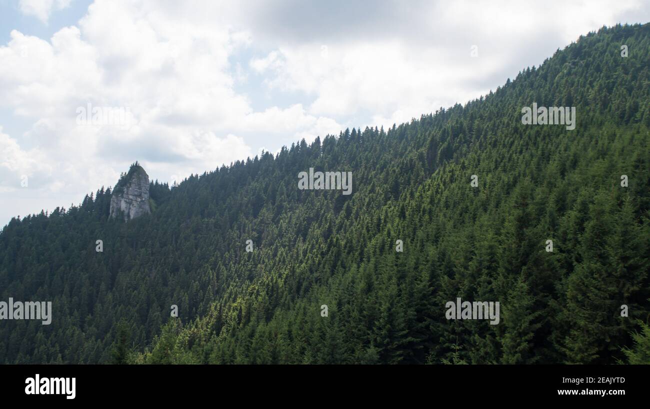 High conifer forest hi-res stock photography and images - Alamy