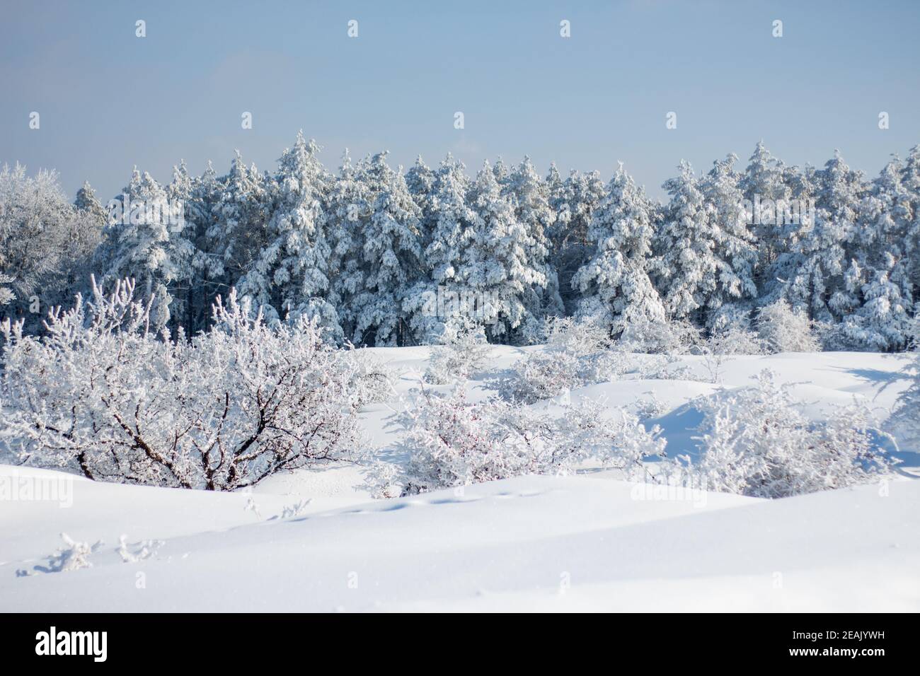 Pine trees snow full tree hi-res stock photography and images - Alamy