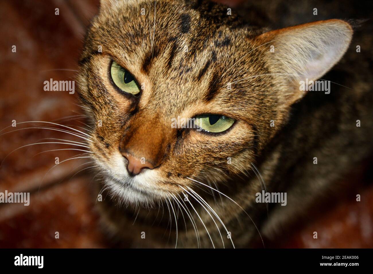 Very serious cat looking at the camera with clear eyes Stock Photo - Alamy